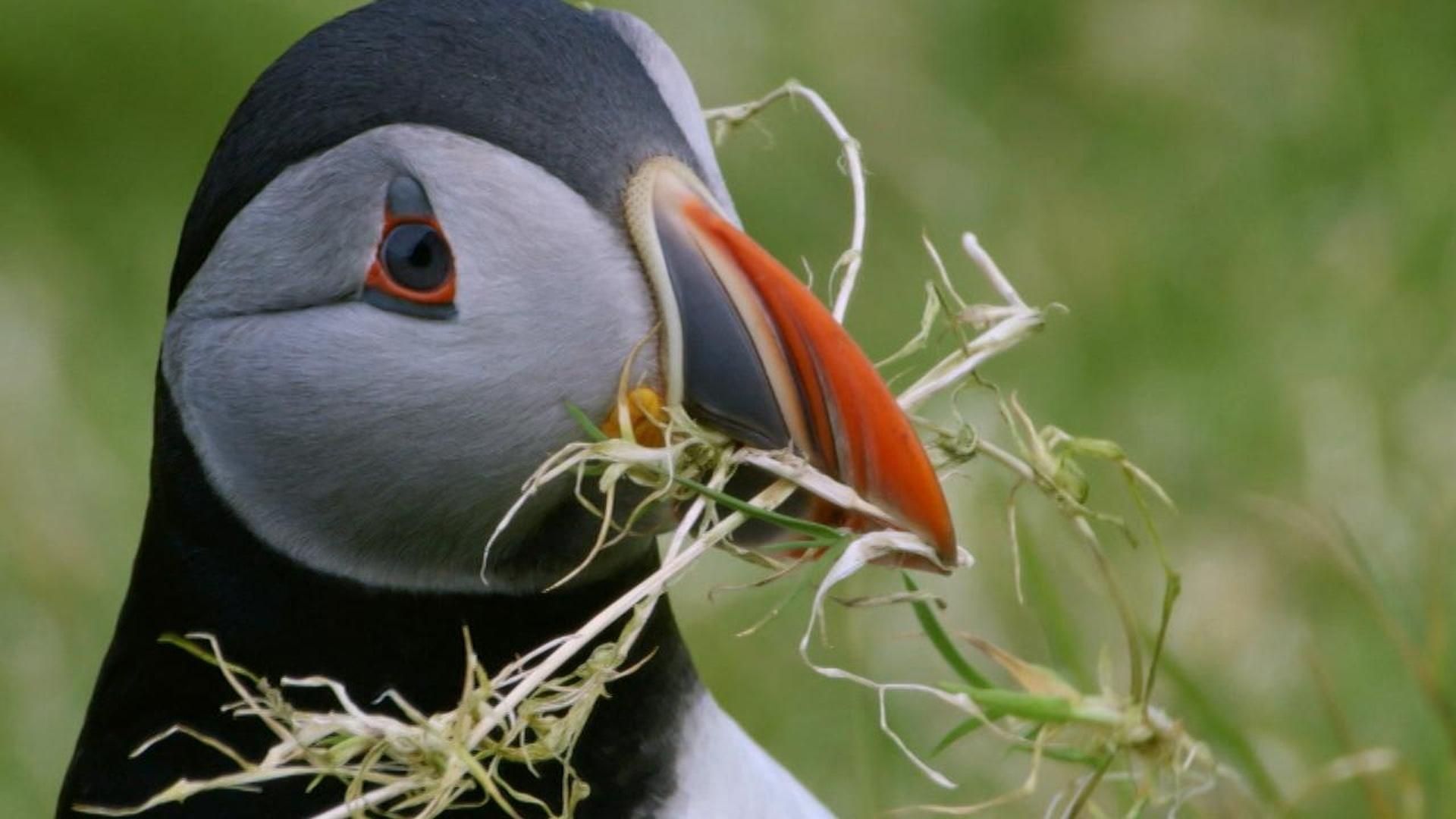 Puffins Search for the Perfect Home | Nature | THIRTEEN - New York ...
