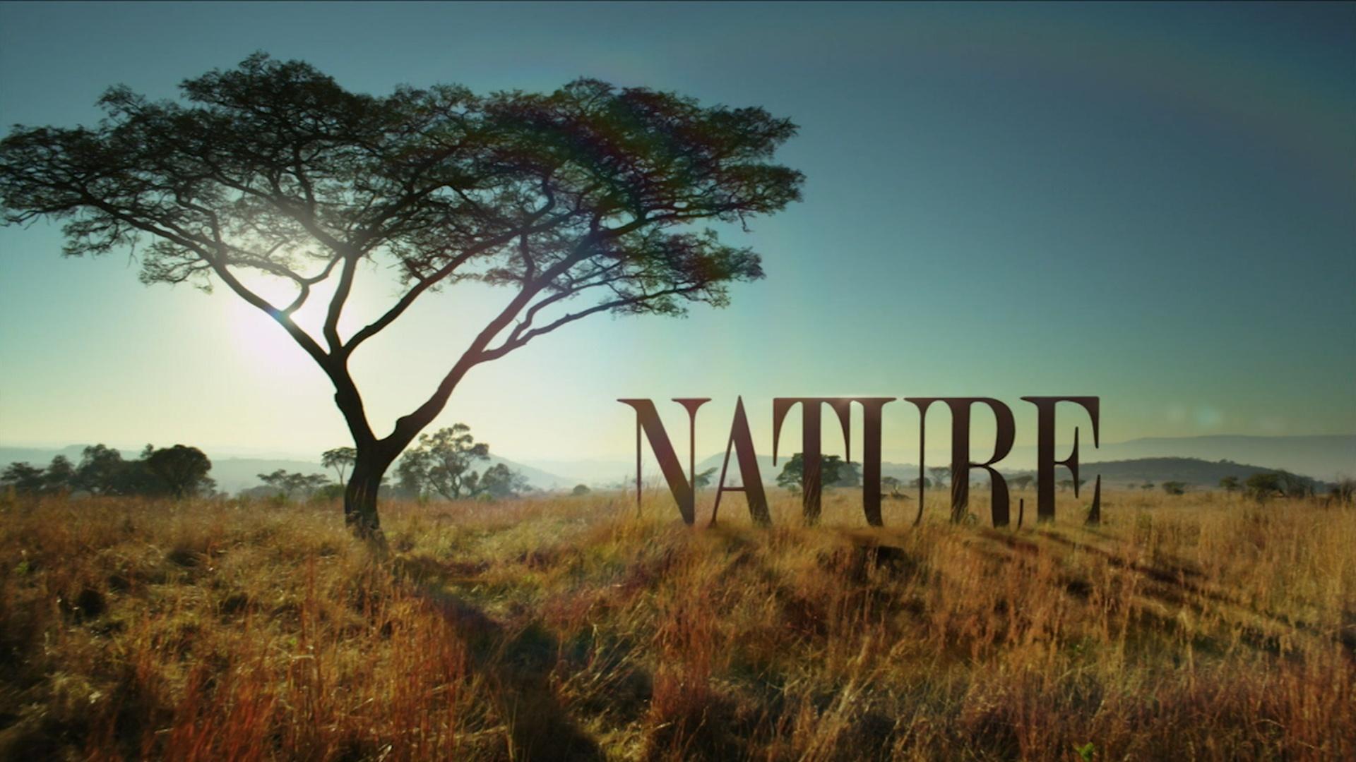 NATURE's New Opening Sequence | Nature | NJ PBS