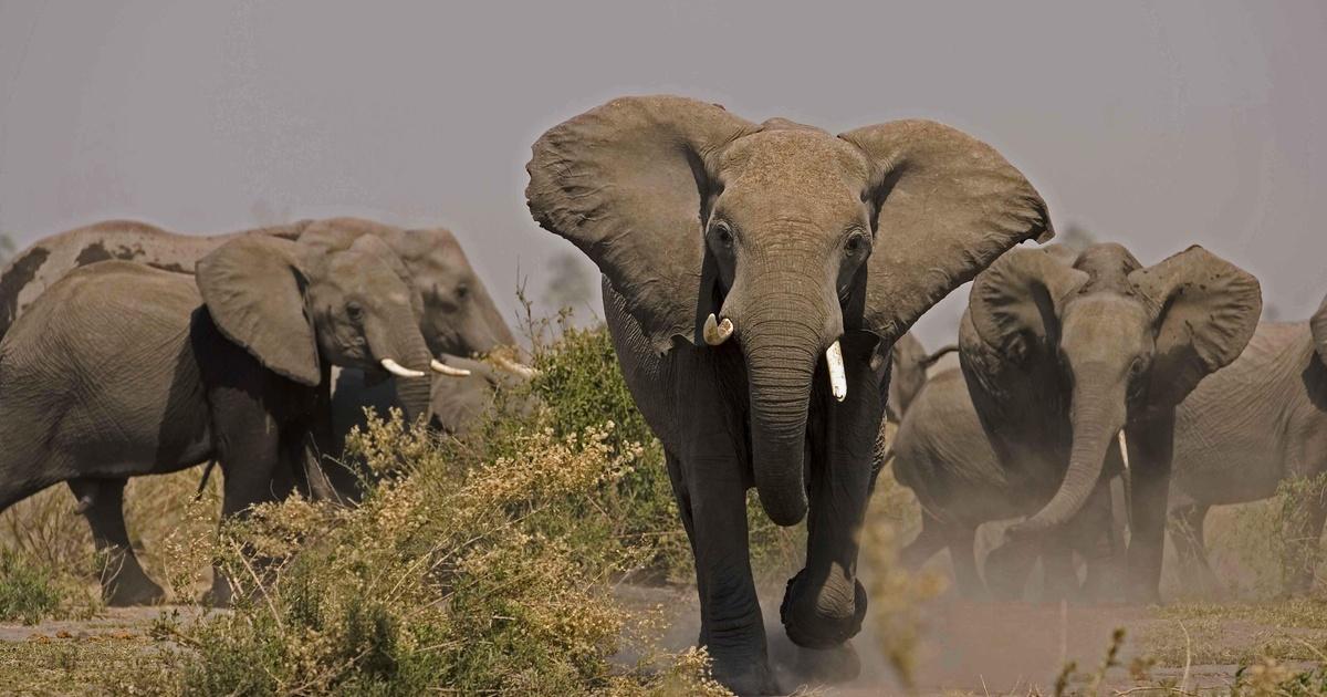 Nature | Soul of the Elephant | Season 34 | Episode 4 | PBS