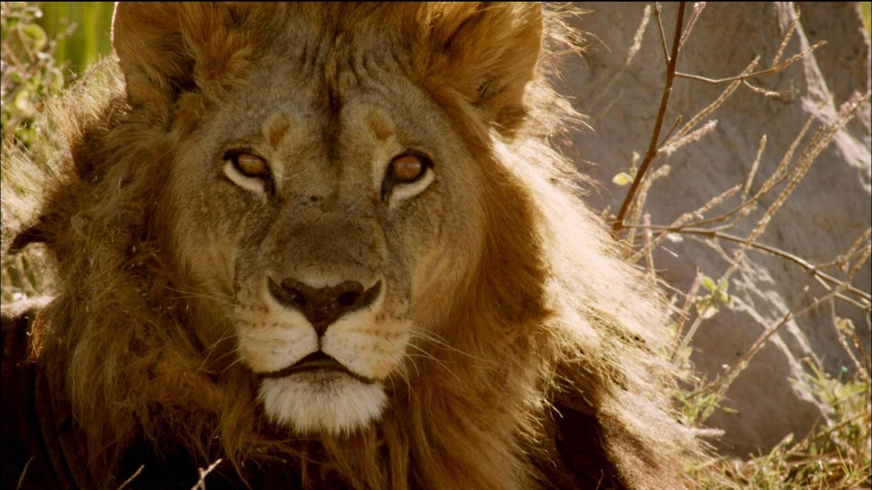 Maned Lioness Displays Both Male and Female Traits | Watch Nature on ...