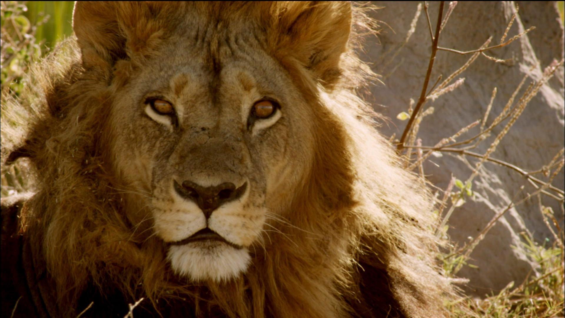 Maned Lioness Displays Both Male and Female Traits | Nature | THIRTEEN ...