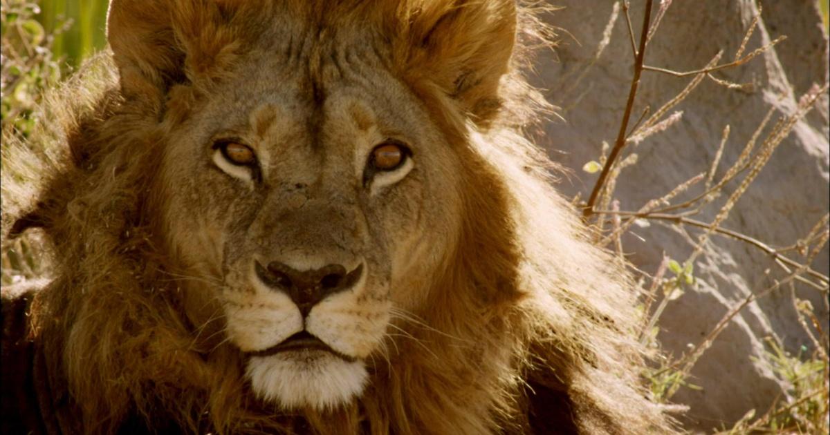 Nature | Maned Lioness Displays Both Male and Female Traits | Season 31 ...