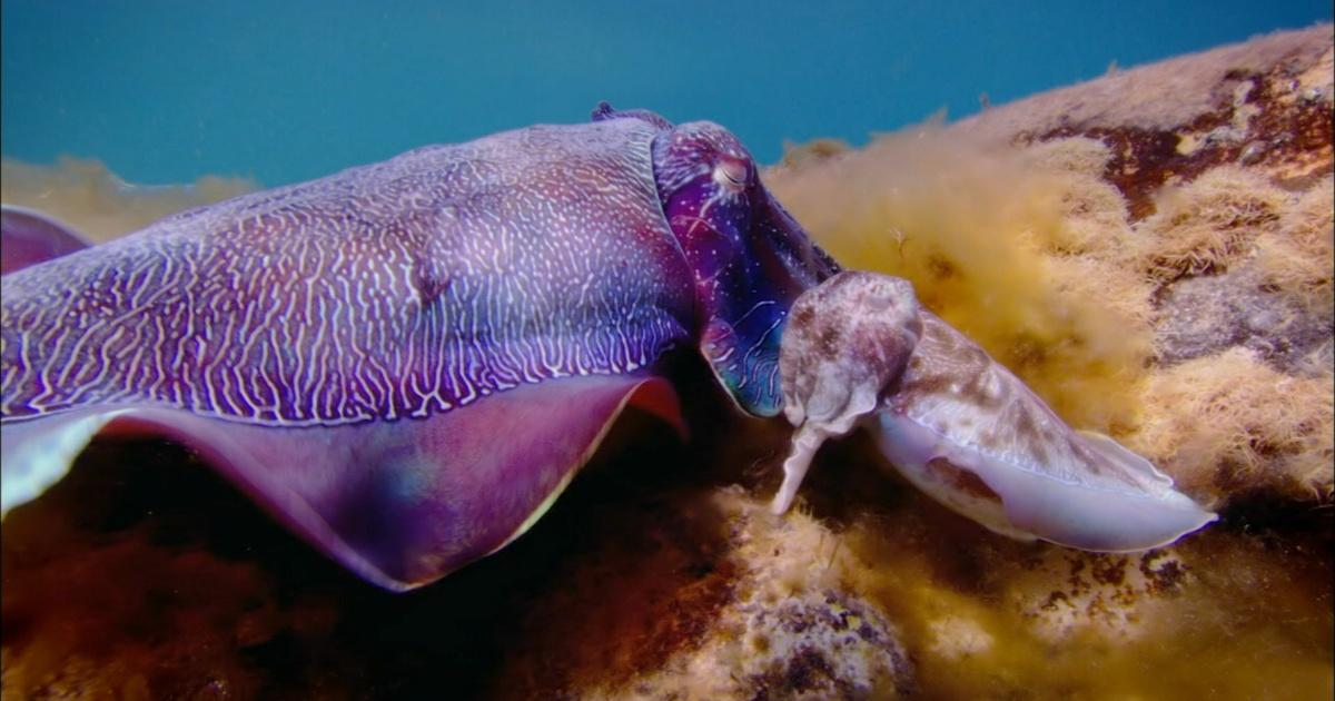 Nature | Cuttlefish Males Fool Rivals by Imitating Opposite Sex ...