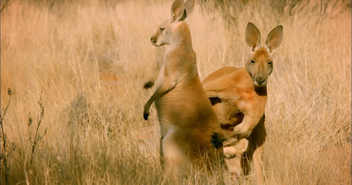 Nature | The Sneaky Mating Strategy of Red Kangaroos | Season 34 ...