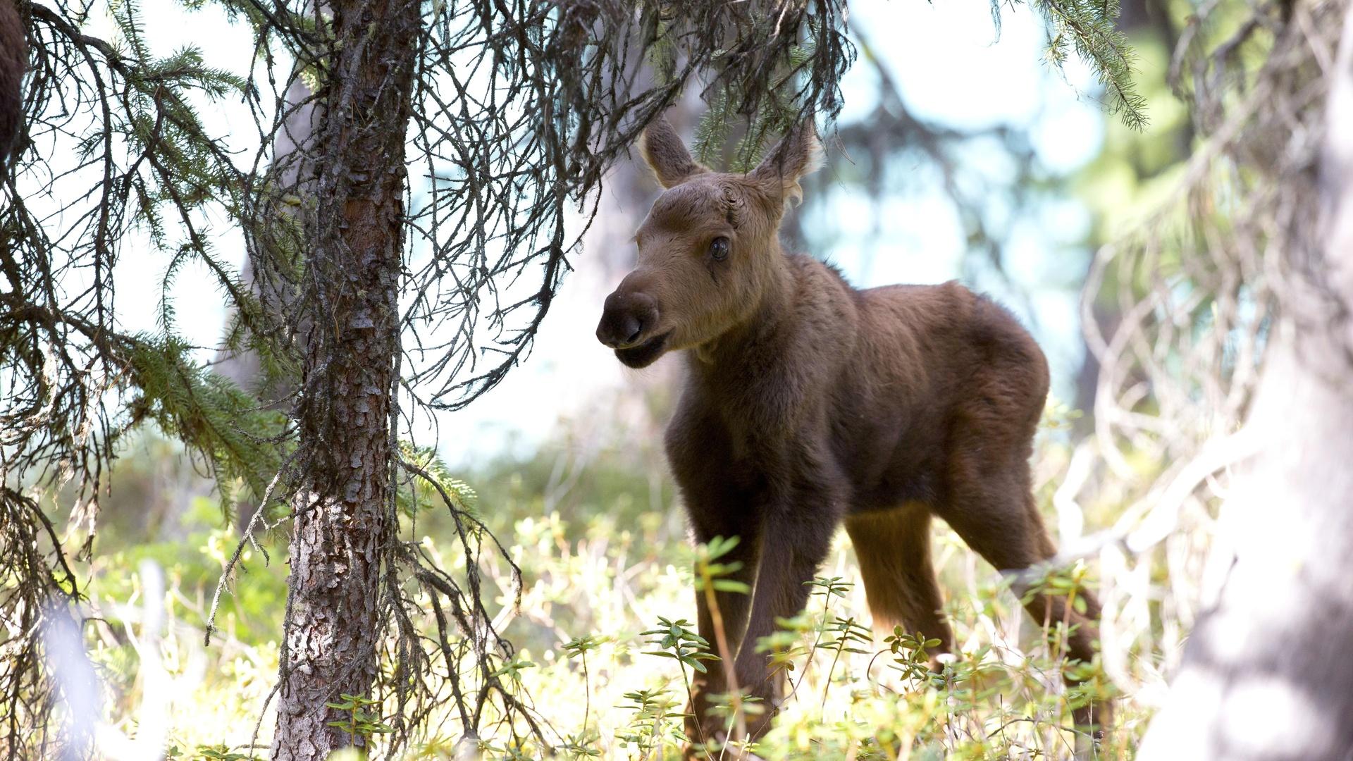 Moose: Life of a Twig Eater | Preview | Nature | THIRTEEN - New York ...