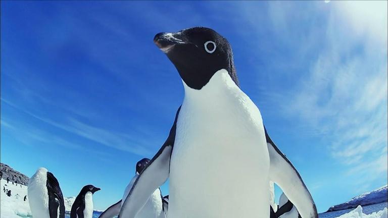 How Female Emperor Penguins Find Their Chicks | Nature | THIRTEEN - New ...