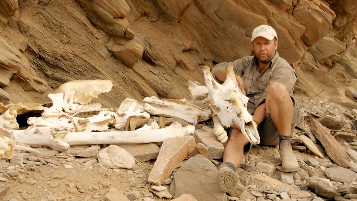 Giraffe Anatomy 101 | Nature | THIRTEEN - New York Public Media