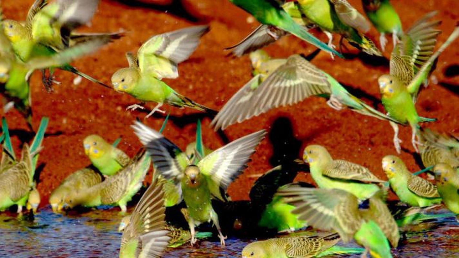 Parrots in the Land of Oz | Nature | THIRTEEN - New York Public Media