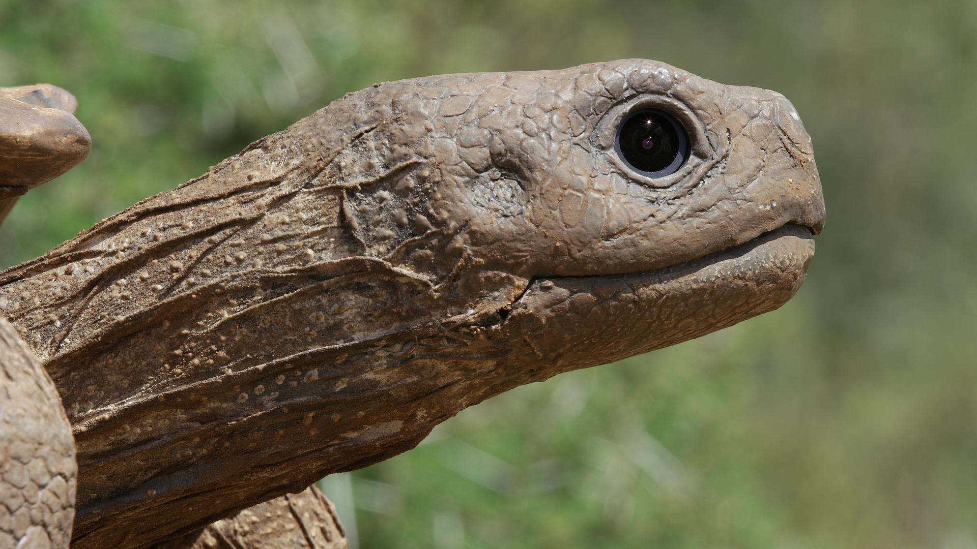 Coming Soon: Spy in the Wild, A NATURE mini-series | Nature | THIRTEEN ...
