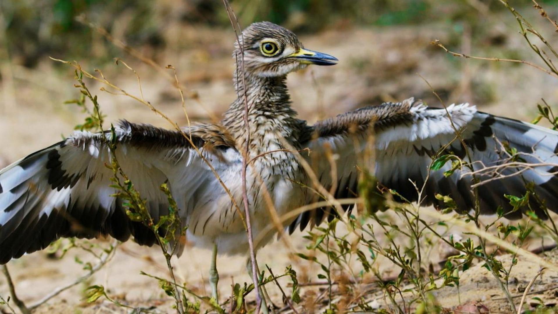 Is the Dikkop the Bravest Bird in the World? | Nature | WLIW