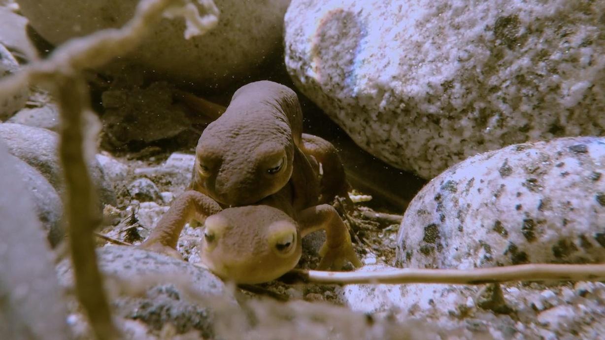 Newt Mating in the High Sierra | Yosemite Web Exclusive | Watch on PBS ...