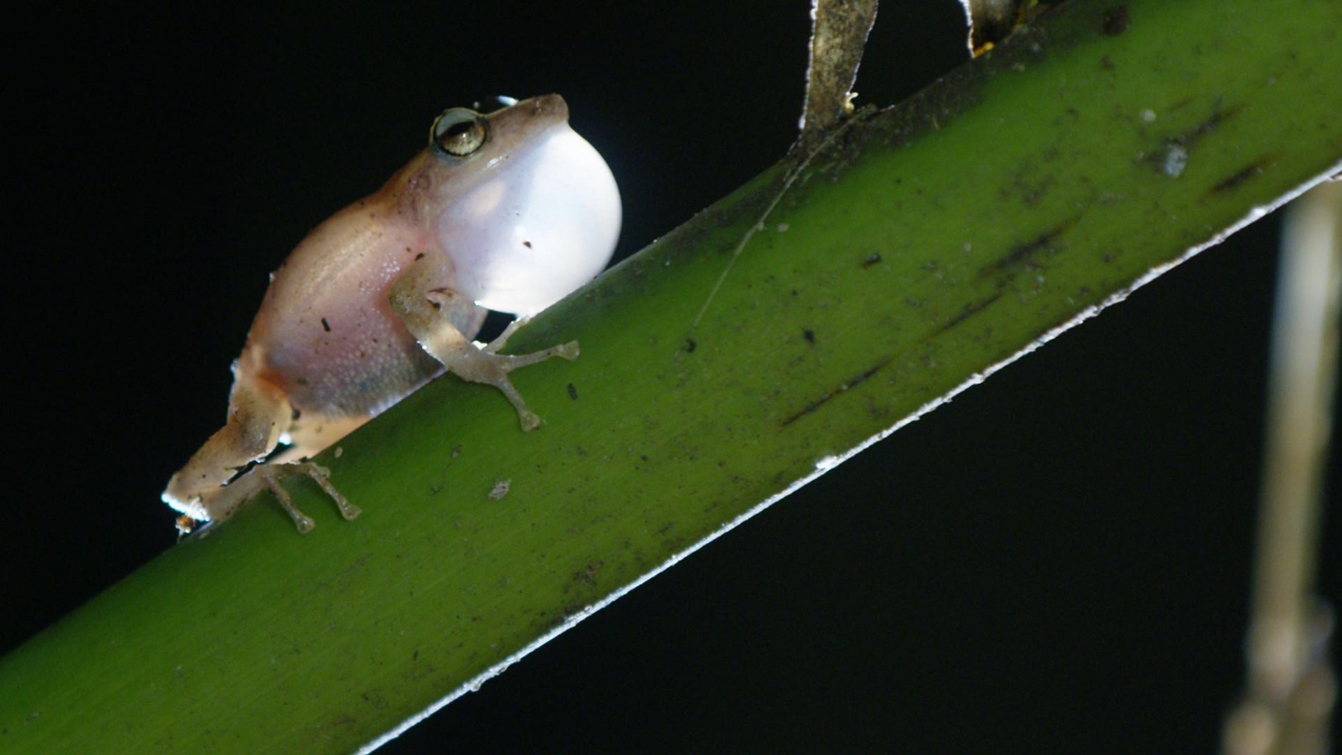 Viva Puerto Rico | Nature | NJ PBS
