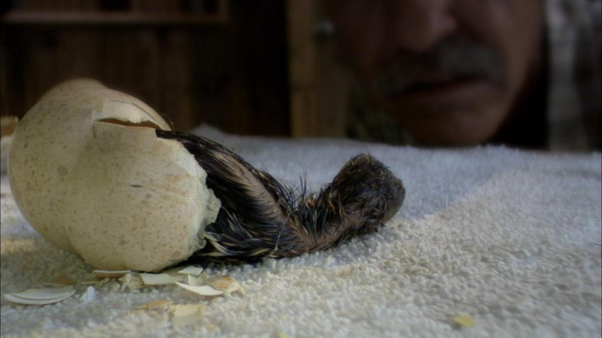 An Imprinting Experiment | Watch on PBS Wisconsin