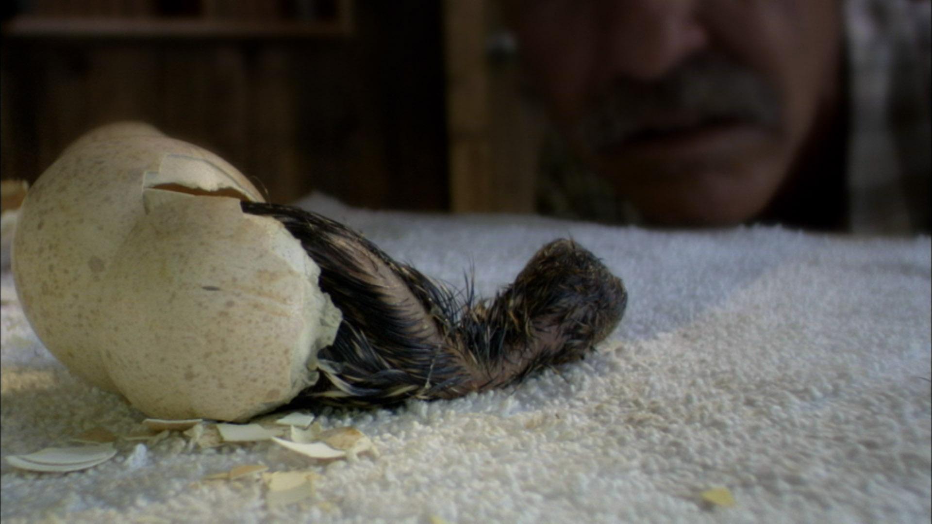 An Imprinting Experiment | Nature | NJ PBS