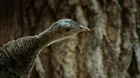 Nature | My Life as a Turkey | Season 30 | Episode 4 | PBS