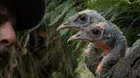 Nature | My Life as a Turkey | Season 30 | Episode 4 | PBS