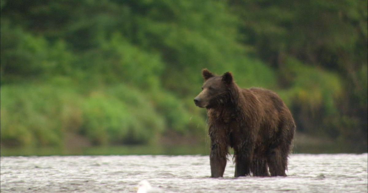 Nature | Filming with Bears | Season 30 | Episode 6 | PBS