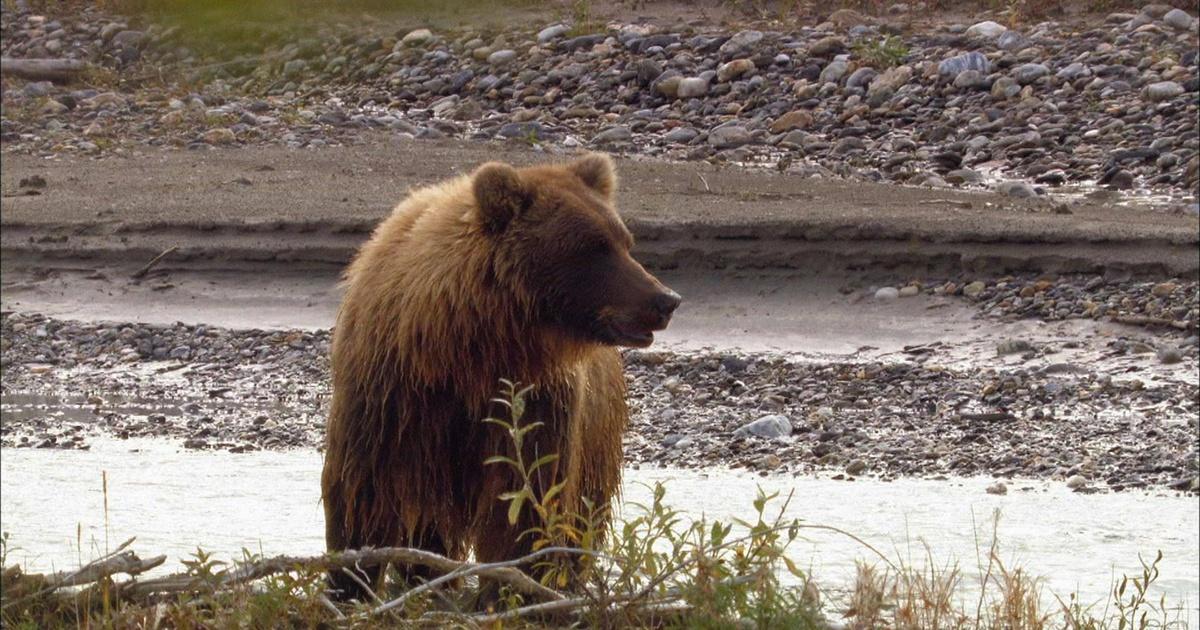 The First Catch | Season 29 Episode 15 | Nature | PBS