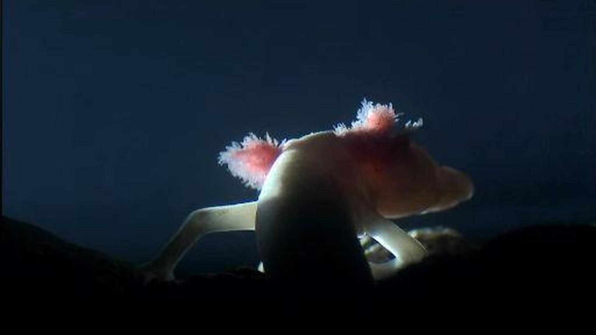 The Dragon Chronicles | Nature | THIRTEEN - New York Public Media