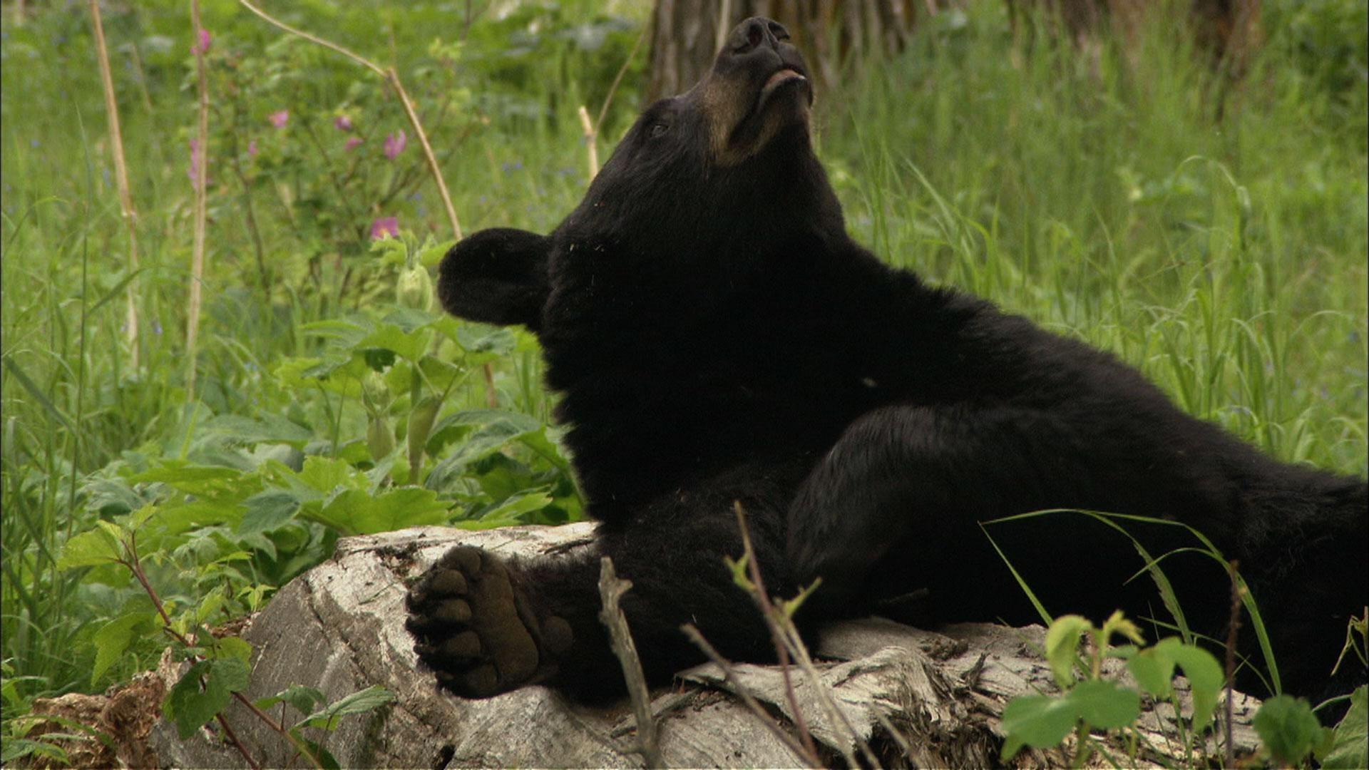 Wild Animals in an Urban Setting | Nature | THIRTEEN - New York Public ...