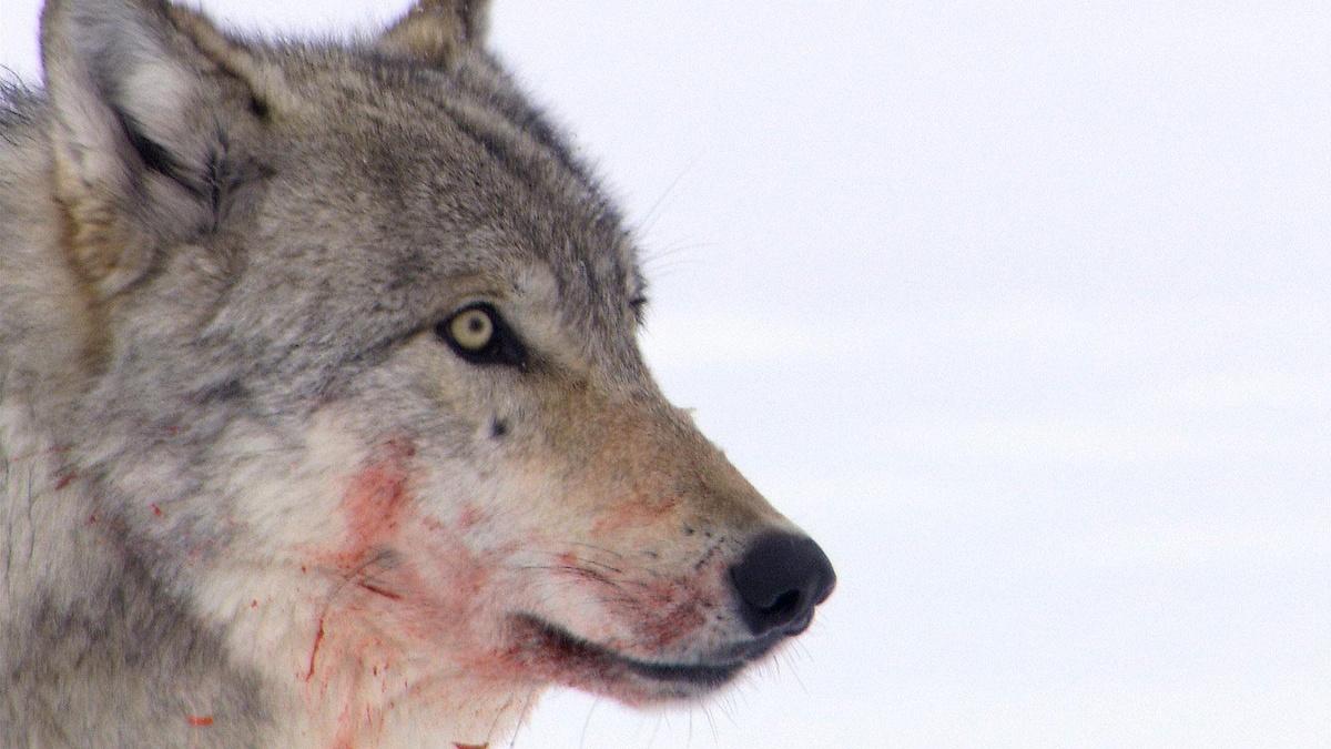 In the Valley of the Wolves | Nature | THIRTEEN - New York Public Media