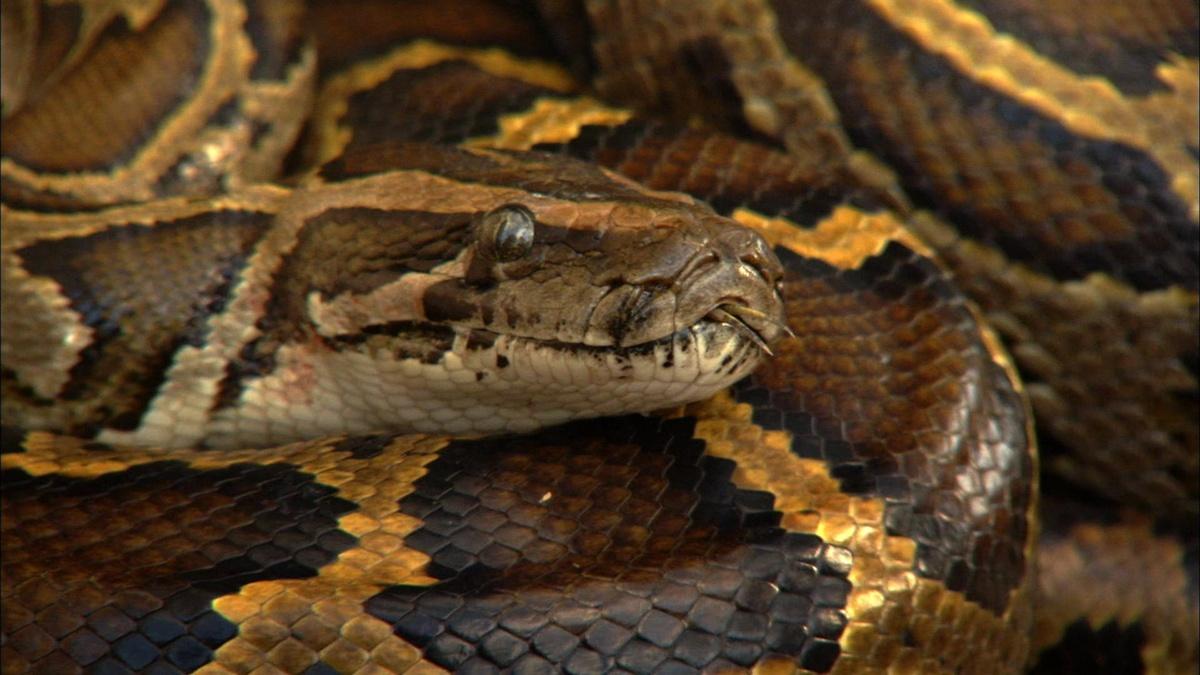 Invasion of the Giant Pythons | Nature | NJ PBS