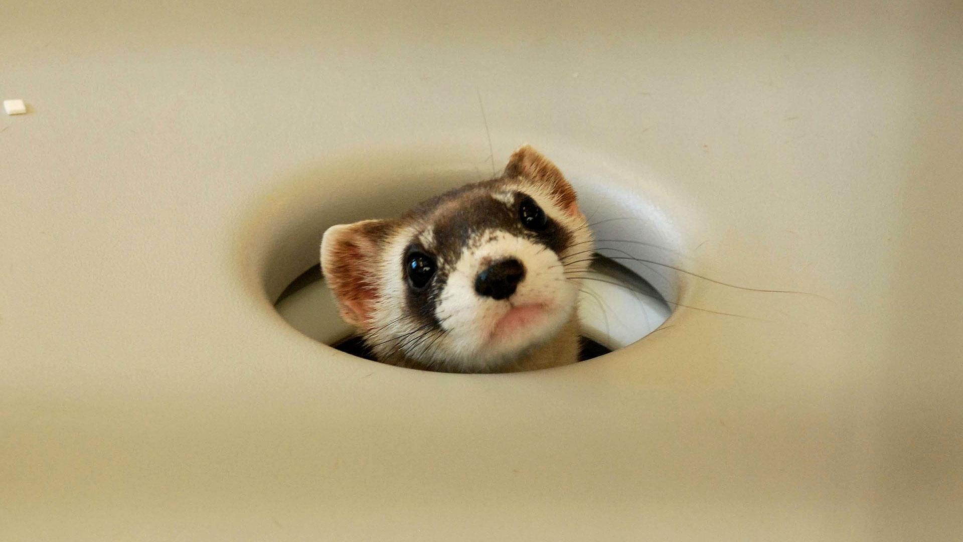 The Loneliest Animals | Nature | THIRTEEN - New York Public Media