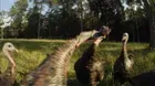 Nature | My Life as a Turkey | Season 30 | Episode 4 | PBS