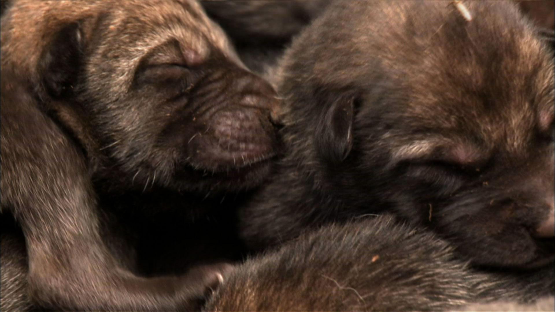 Radioactive Wolf Pups | Nature | THIRTEEN - New York Public Media