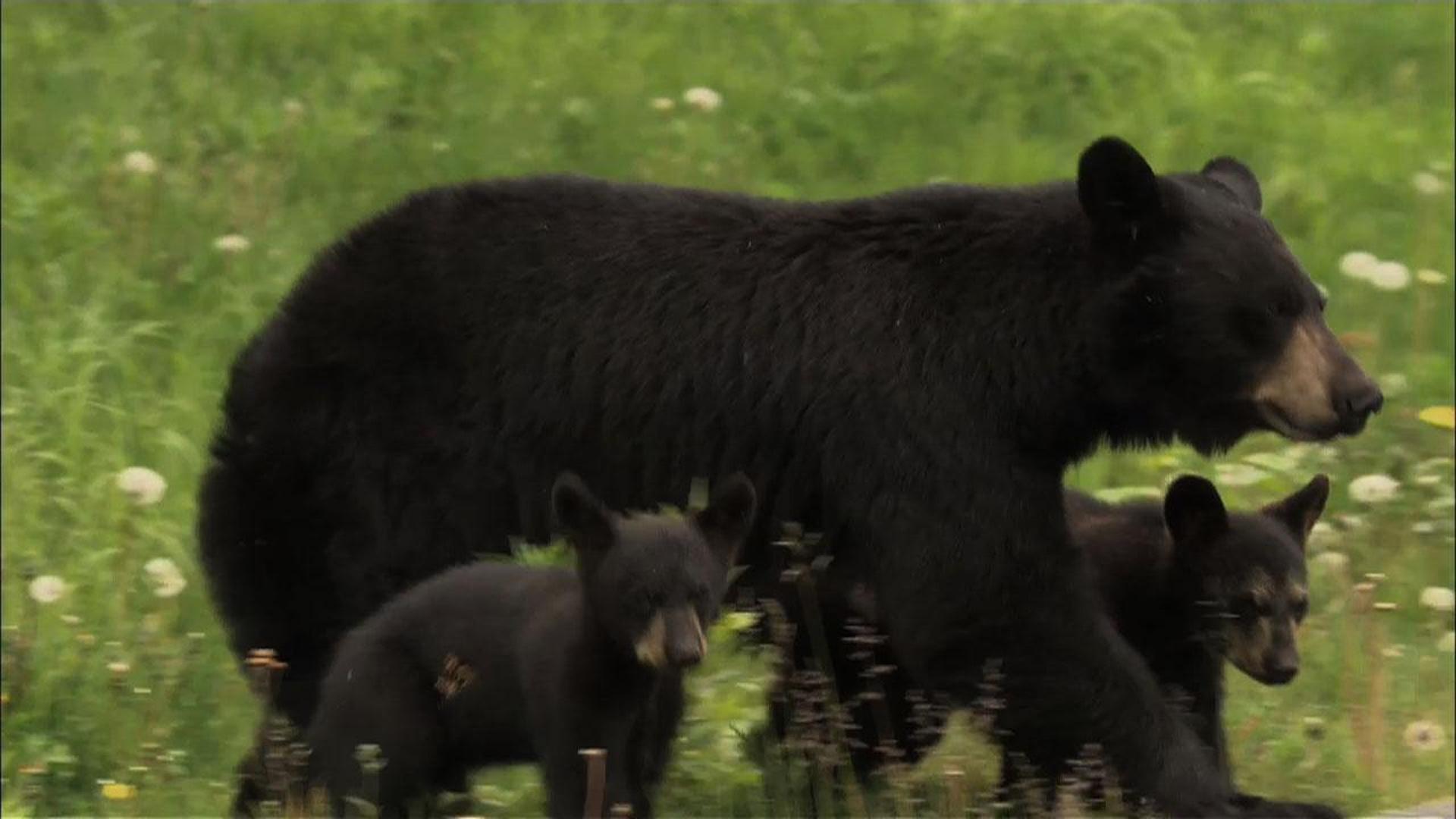 Bears of the Last Frontier: The Road North | Nature | NJ PBS