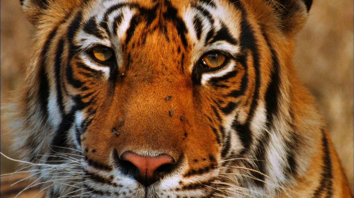 Broken Tail: A Tiger's Last Journey | Watch Nature on PBS Wisconsin