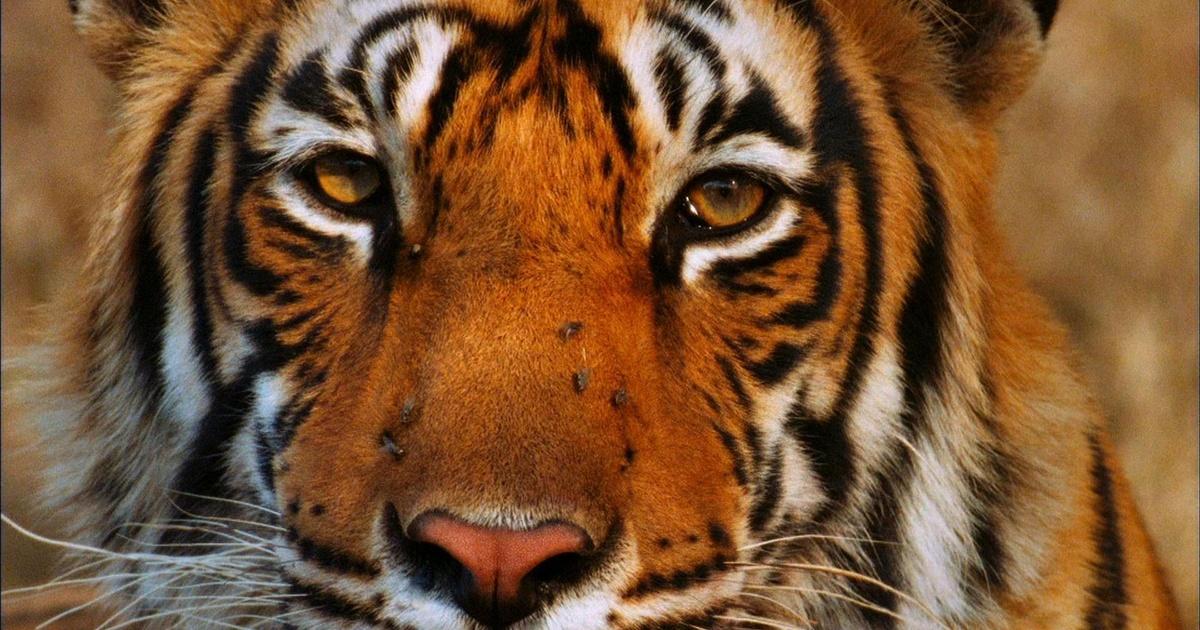 Nature | Broken Tail: A Tiger's Last Journey | Season 29 | Episode 9 | PBS