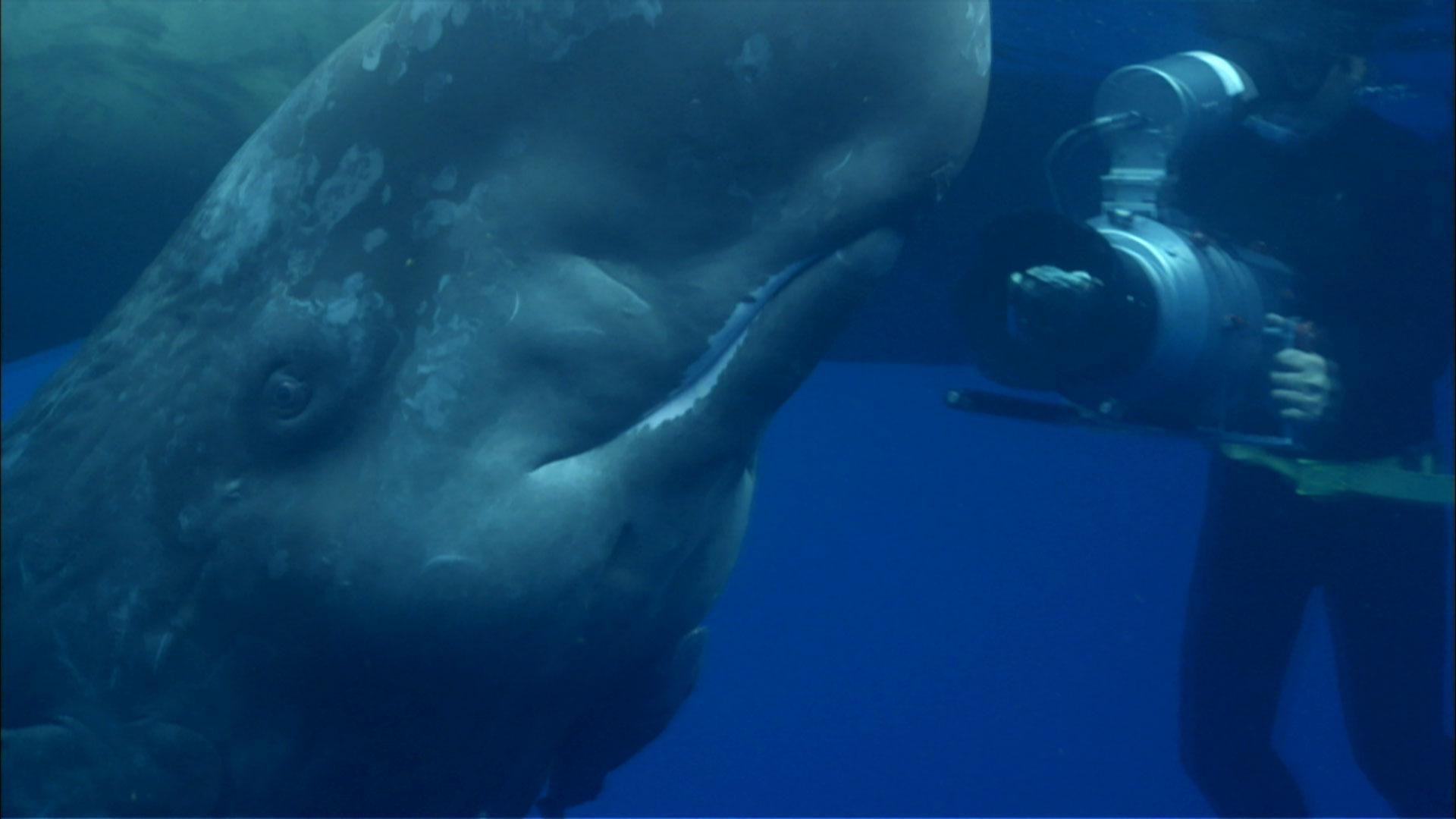 Visit from an Infant Sperm Whale | Nature | WLIW