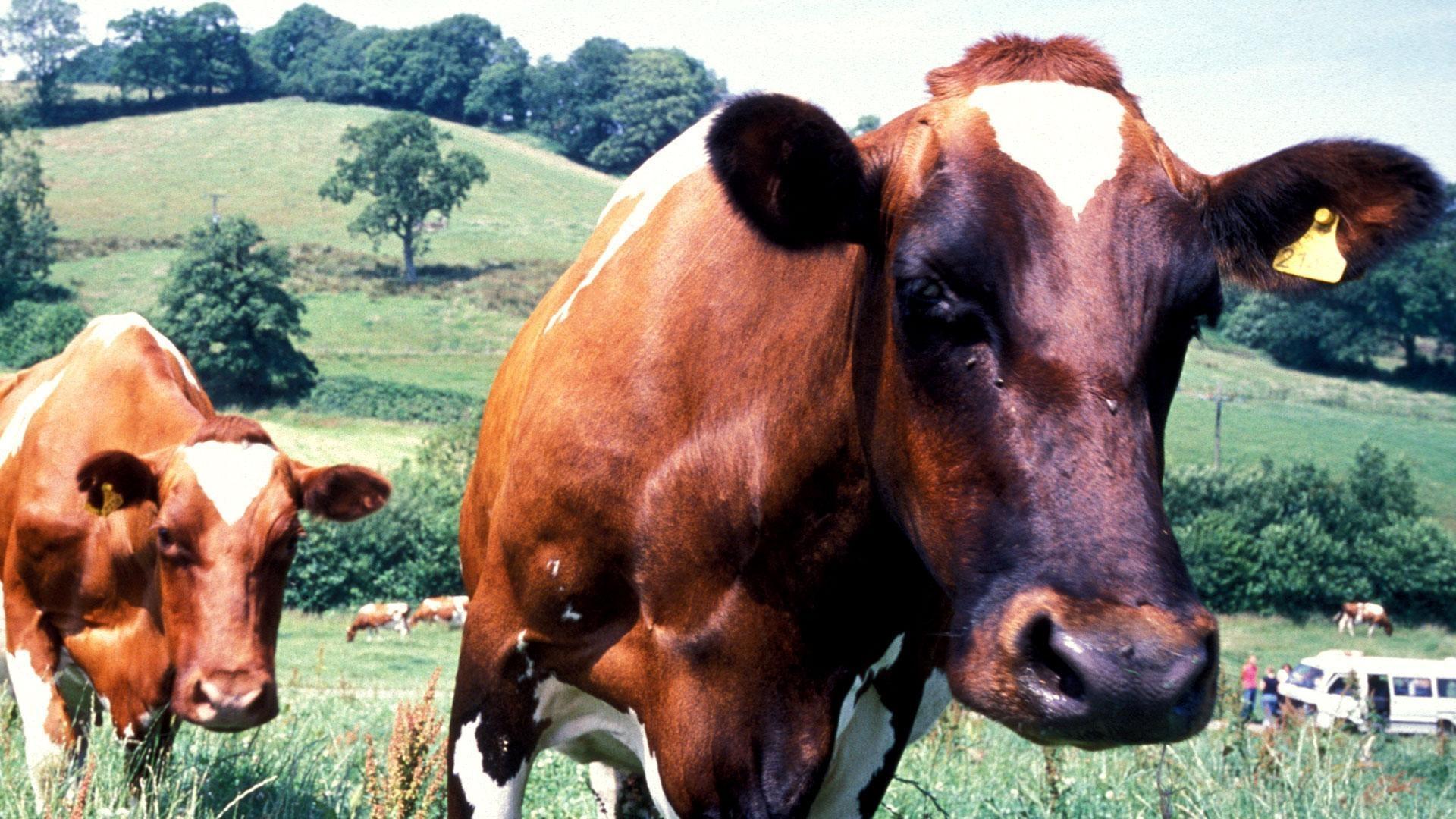 Holy Cow | Nature | WLIW