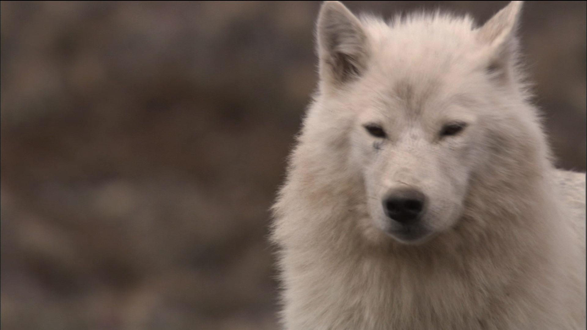 Nature - White Falcon, White Wolf - Twin Cities PBS