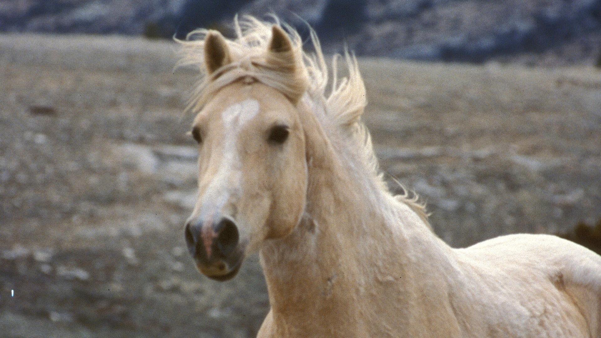 Cloud's Legacy: The Wild Stallion Returns | Nature | THIRTEEN - New ...