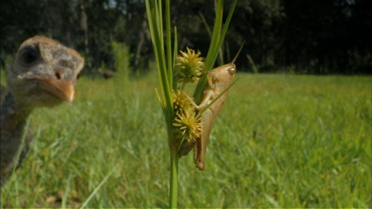 A Grasshopper Run | Watch Nature on PBS Wisconsin