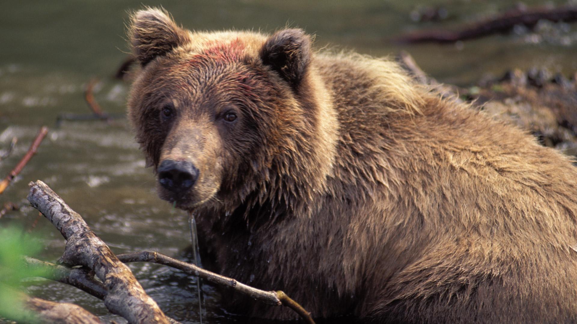 The Good, the Bad, and the Grizzly | Nature | NJ PBS