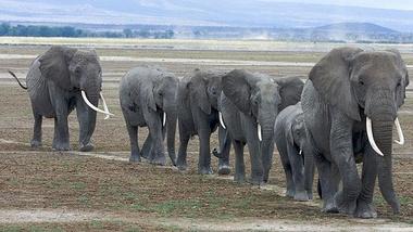 Echo: An Elephant to Remember | Elephant Emotions | Nature | PBS