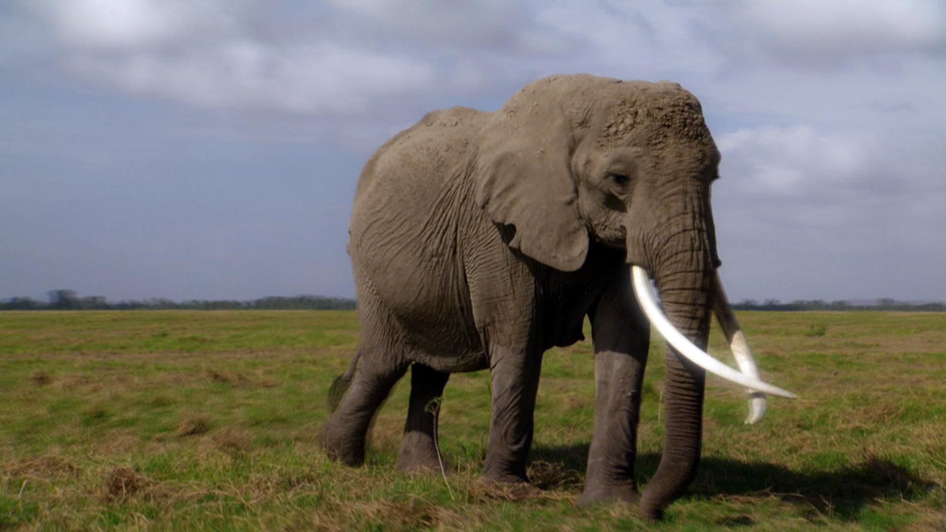 Echo: An Elephant to Remember | Nature | NJ PBS
