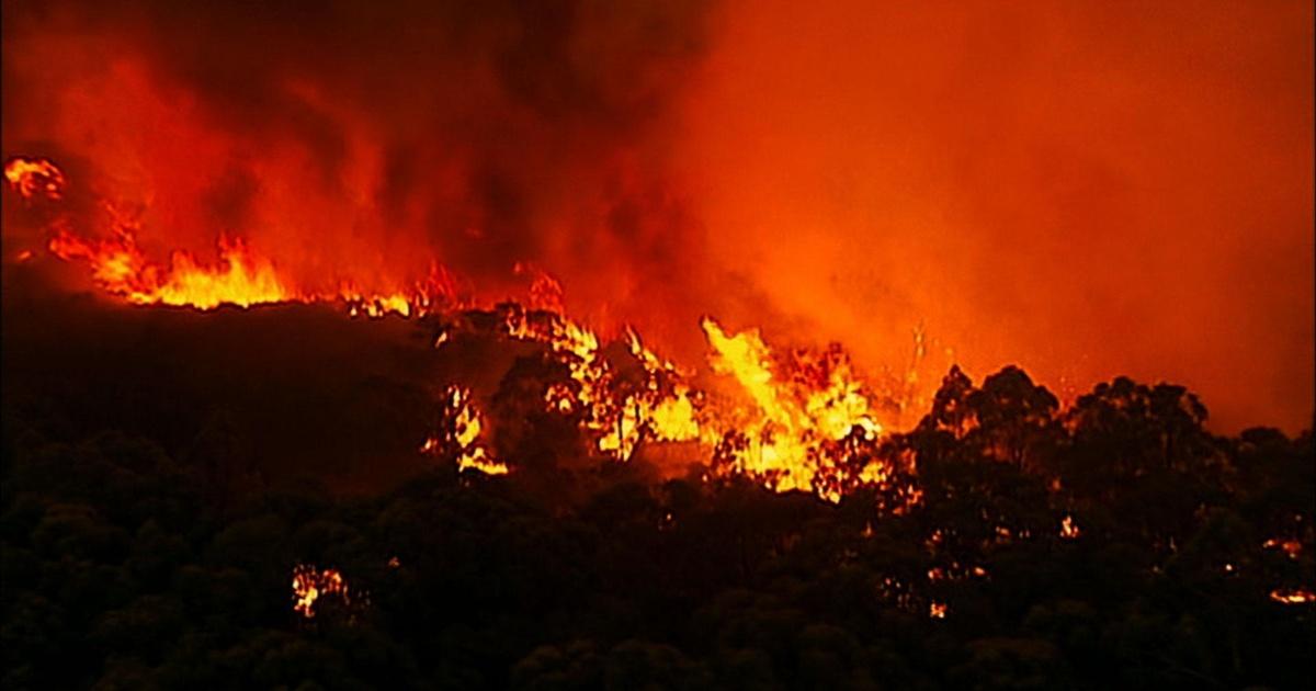 Nature | Survivors of the Firestorm | Season 29 | Episode 11 | PBS