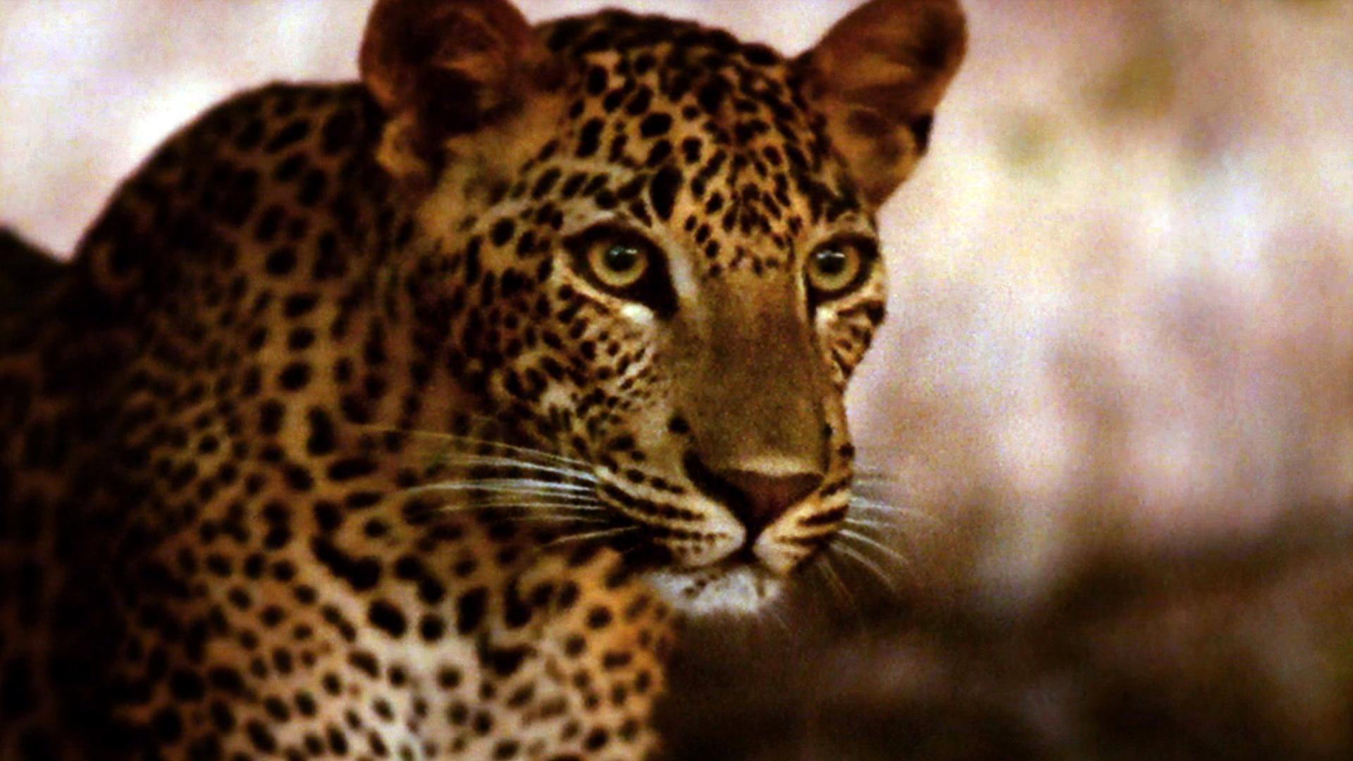 Revealing the Leopard - Preview | Nature | NJ PBS