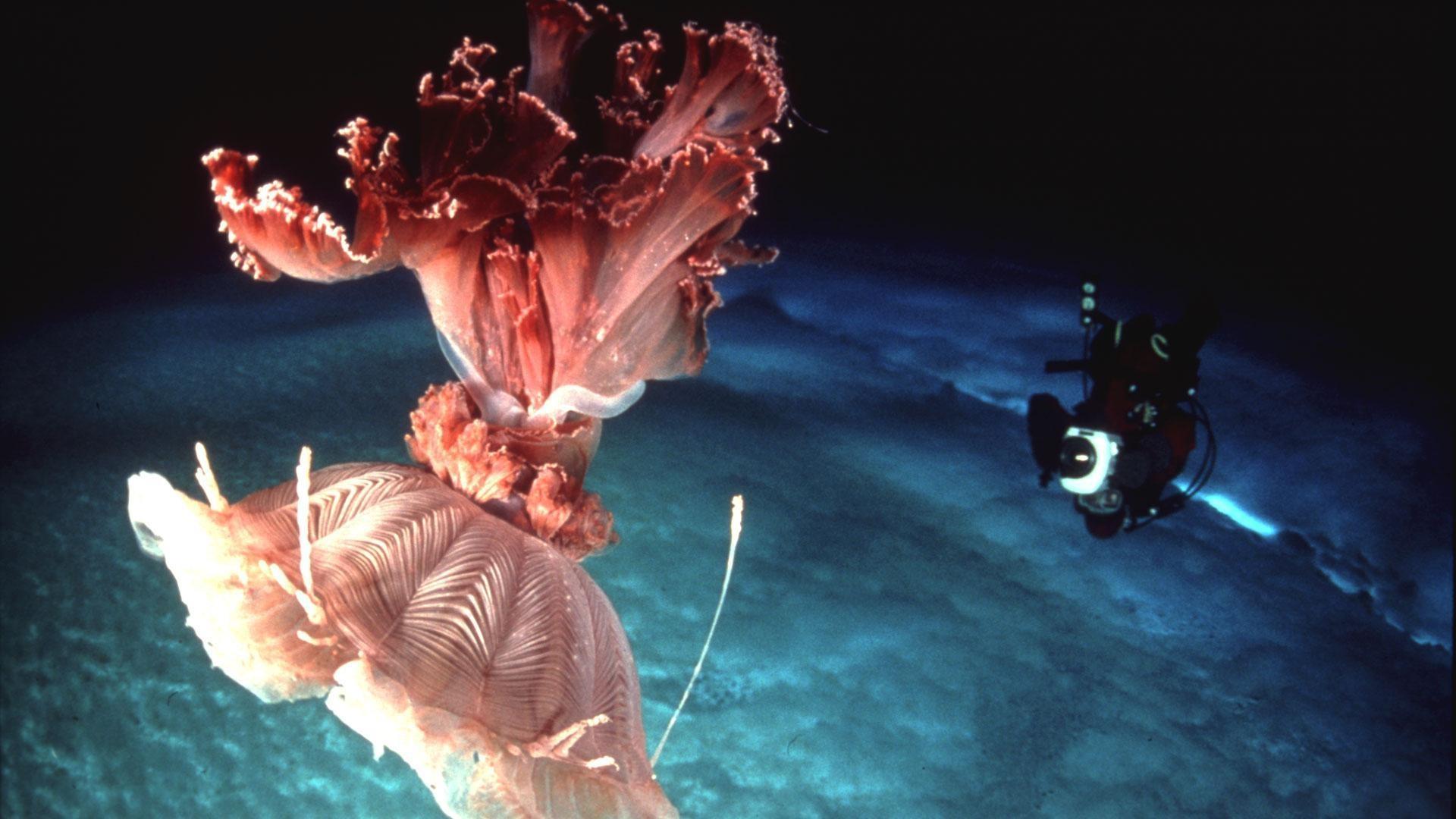 Under Antarctic Ice | Nature | THIRTEEN - New York Public Media