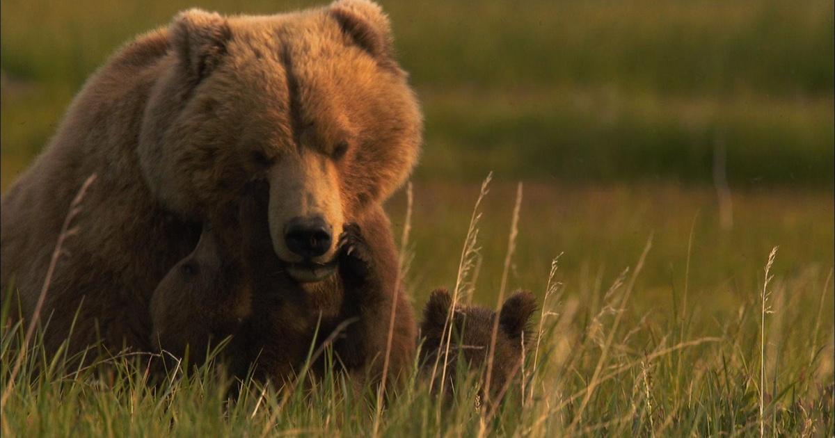 Nature | Bears of the Last Frontier: City of Bears | Season 29 ...