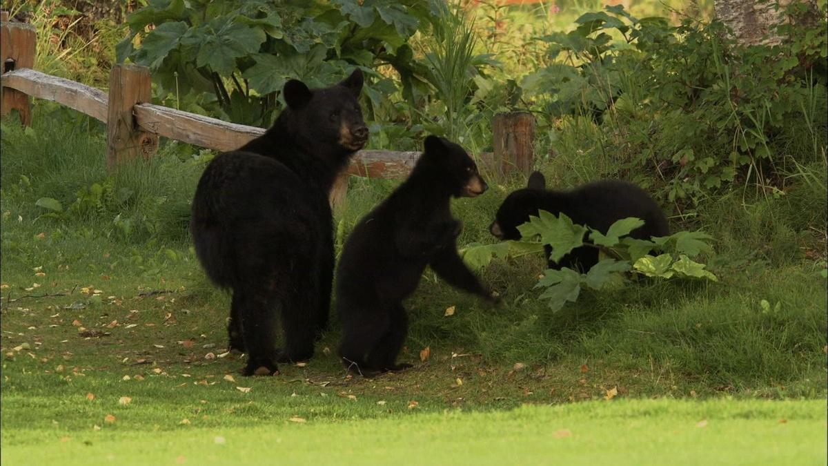 Education | Urban Bears | Nature | THIRTEEN - New York Public Media
