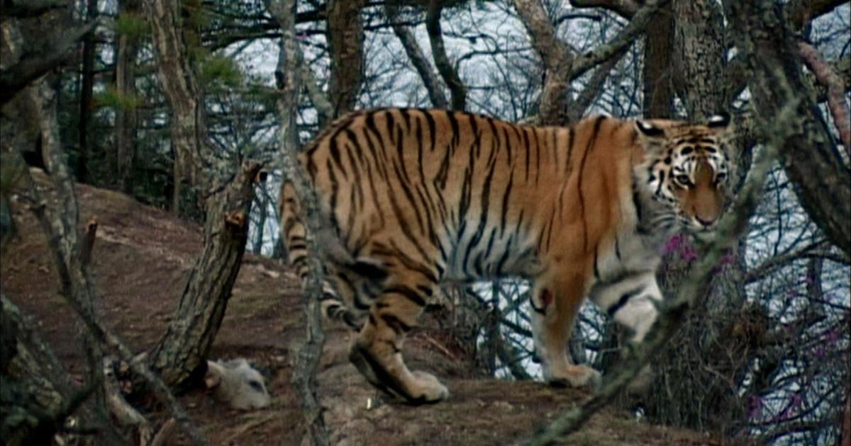 Nature | Siberian Tiger Quest - Preview | Season 31 | Episode 1 ...