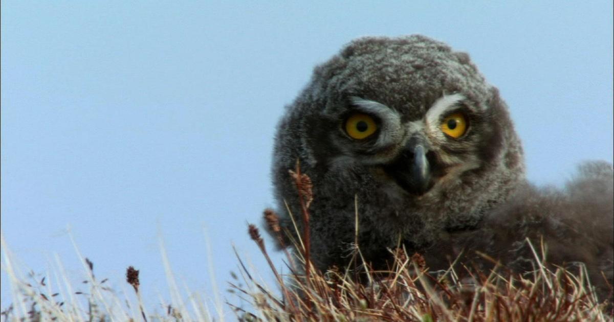 Young Birds of Prey | Season 31 Episode 2 | Nature | PBS