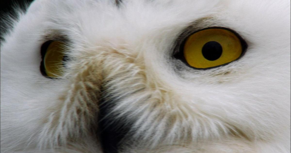 Nature | Magic of the Snowy Owl | Season 31 | Episode 2 | PBS
