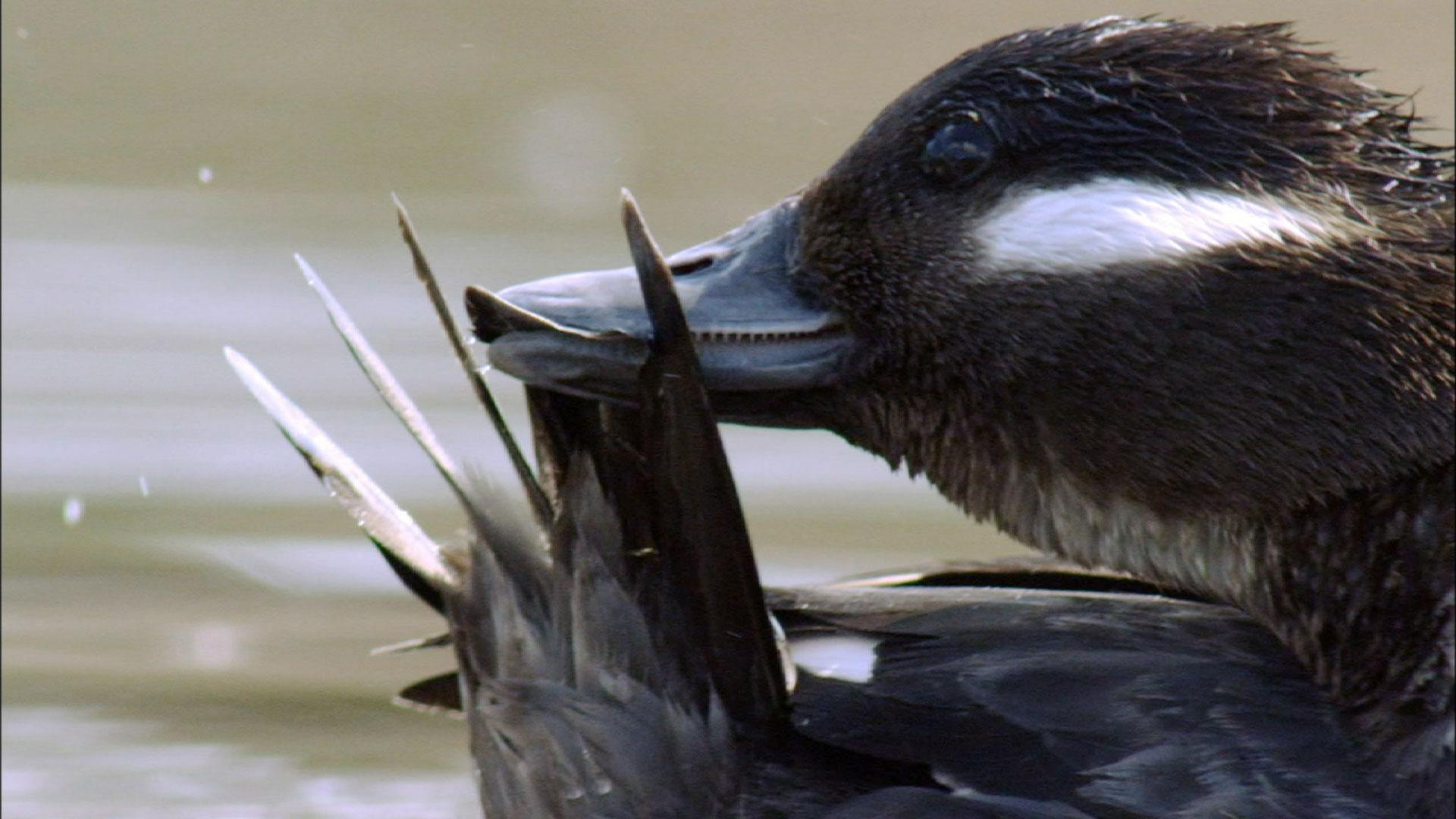 Fixing Your Feathers | Nature | THIRTEEN - New York Public Media