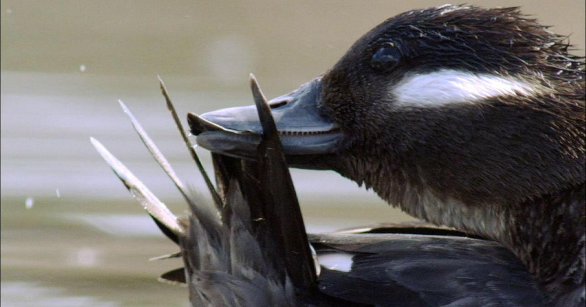 Nature | Fixing Your Feathers | Season 31 | Episode 4 | PBS